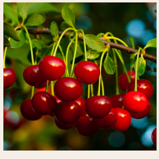 Cold-Hardy and Delicious: A TreeTime.ca Guide to Sour Cherries ...